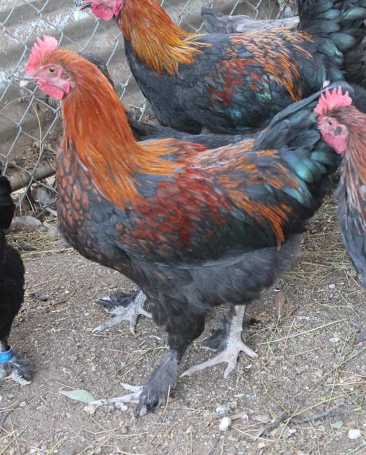 Exploring the Charms of French Copper Maran Chickens: A Guide to Eggsc ...