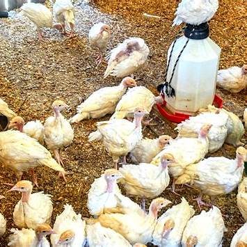 Top 10 Heritage Turkey Breeds for Backyard Hatching and Homestead Floc ...