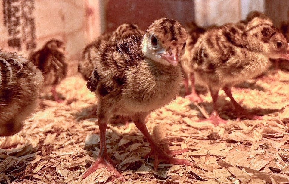 The Ultimate Guide to Hatching Turkey Eggs Successfully — From Incubat ...