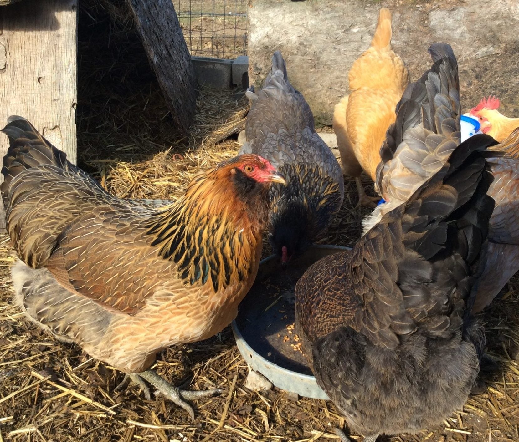 Ameraucana Baby Chicks fact sheet – AV Bird Hatchery