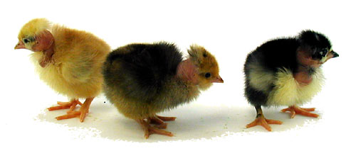 Discover the Finest Baby Chicks at AV Bird Hatchery - Your Trusted Sou