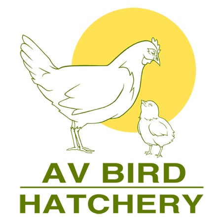 Baby Chicks, Turkeys, Hatching Eggs, farming products, – AV Bird Hatchery