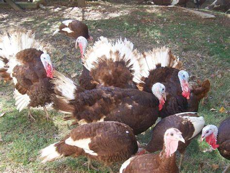 2025 THANKSGIVING LIVE TURKEY (PICK UP ONLY) – AV Bird Hatchery