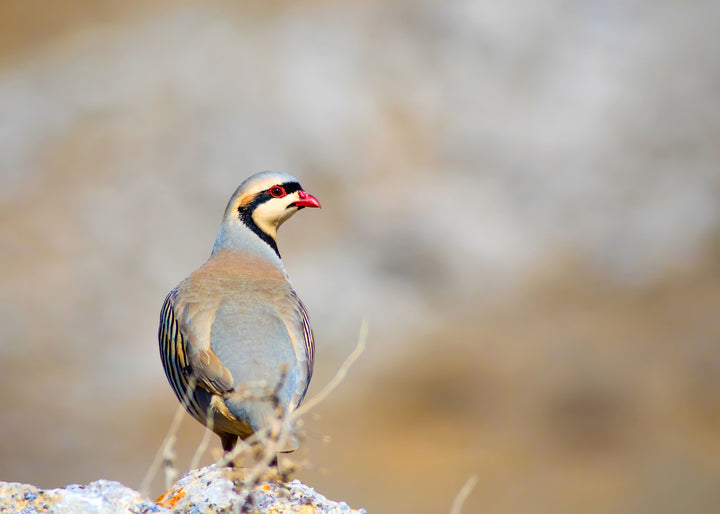 Game Birds – AV Bird Hatchery