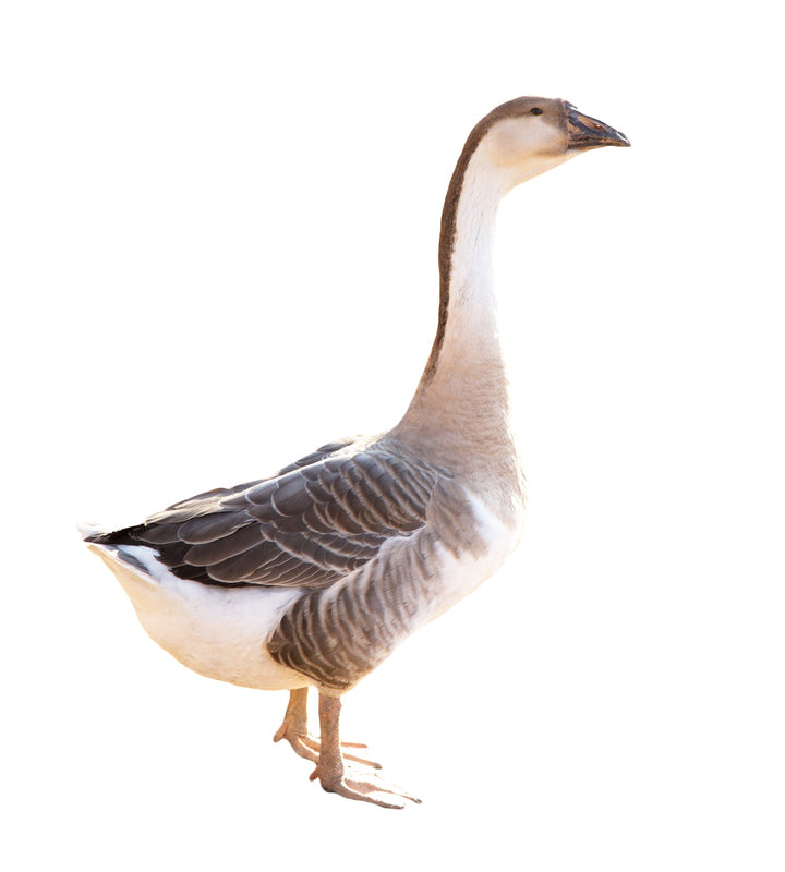 Hatching Eggs#N# – AV Bird Hatchery