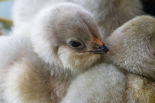 Chickens – AV Bird Hatchery