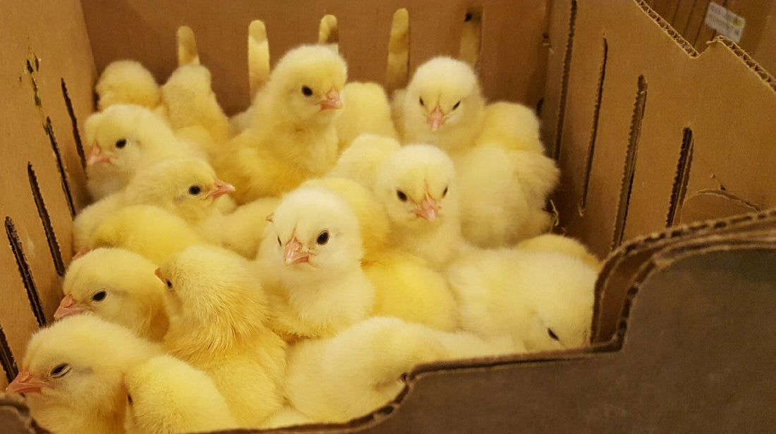 CORNISH ROCK BROILER MEAT BABY CHICKS (Free Shipping) – AV Bird Hatchery