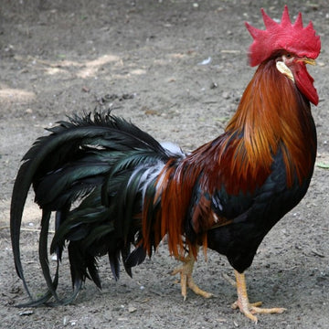 Chickens – AV Bird Hatchery