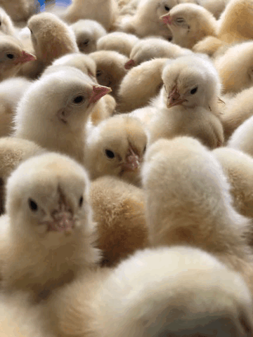 Chickens – AV Bird Hatchery
