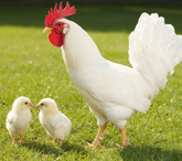 Chickens – AV Bird Hatchery